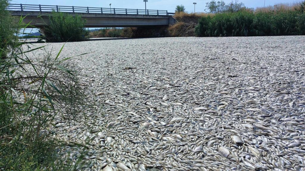 Κυρ εισαγγελέα ιδού οι εγκληματίες,ιδού και η ανεξαρτησία της ...